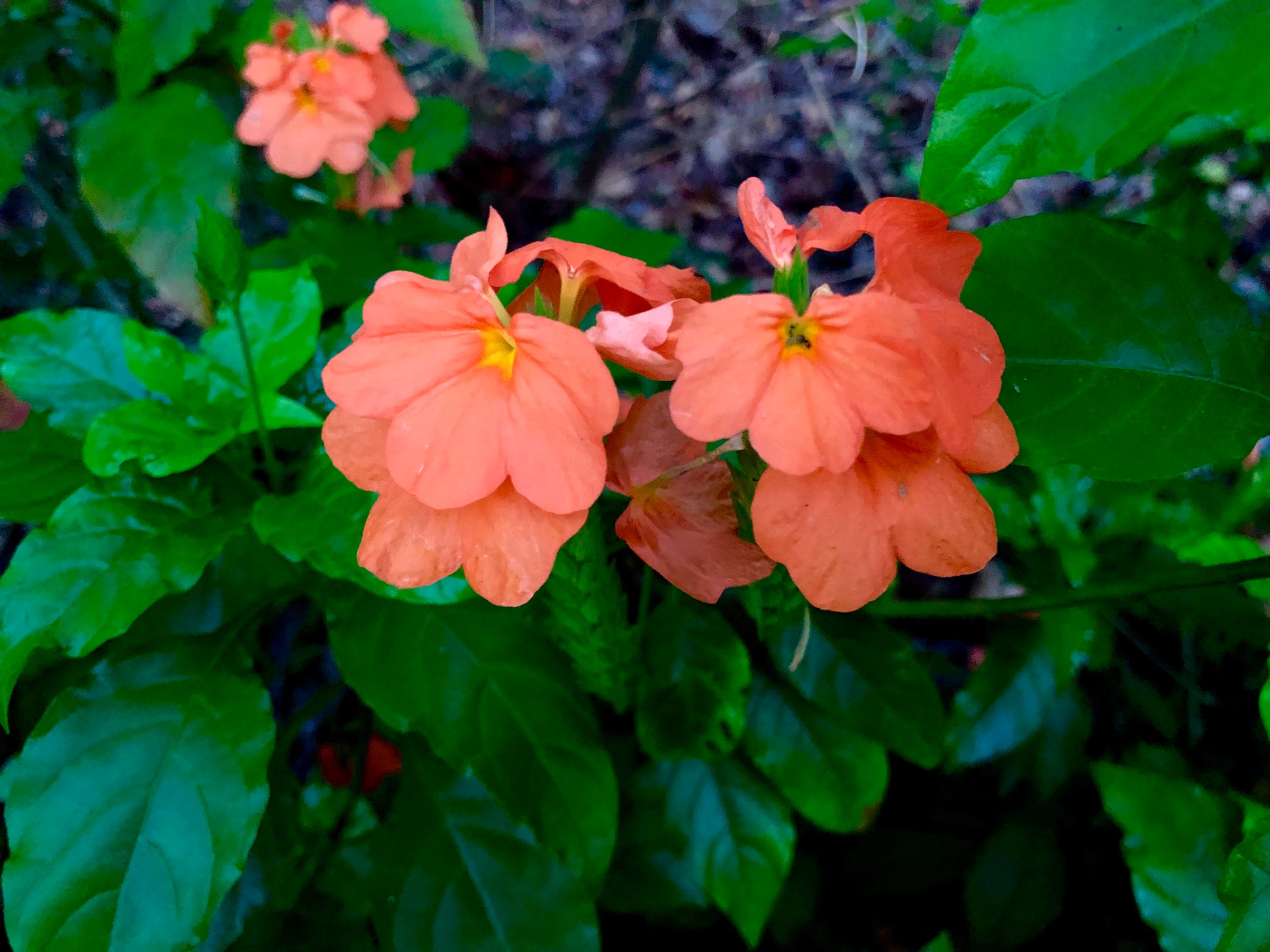 Florida flowers: The unique Crossandra/Florida Sunset – Deltona Garden ...