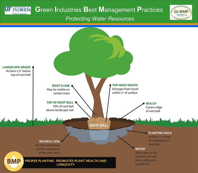 Heat-Loving Fruit Trees – Deltona Garden Community